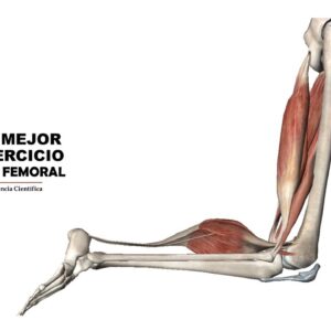 Arco Longitudinal Interno: Ejercicio Abductor del Dedo Gordo - Check ...