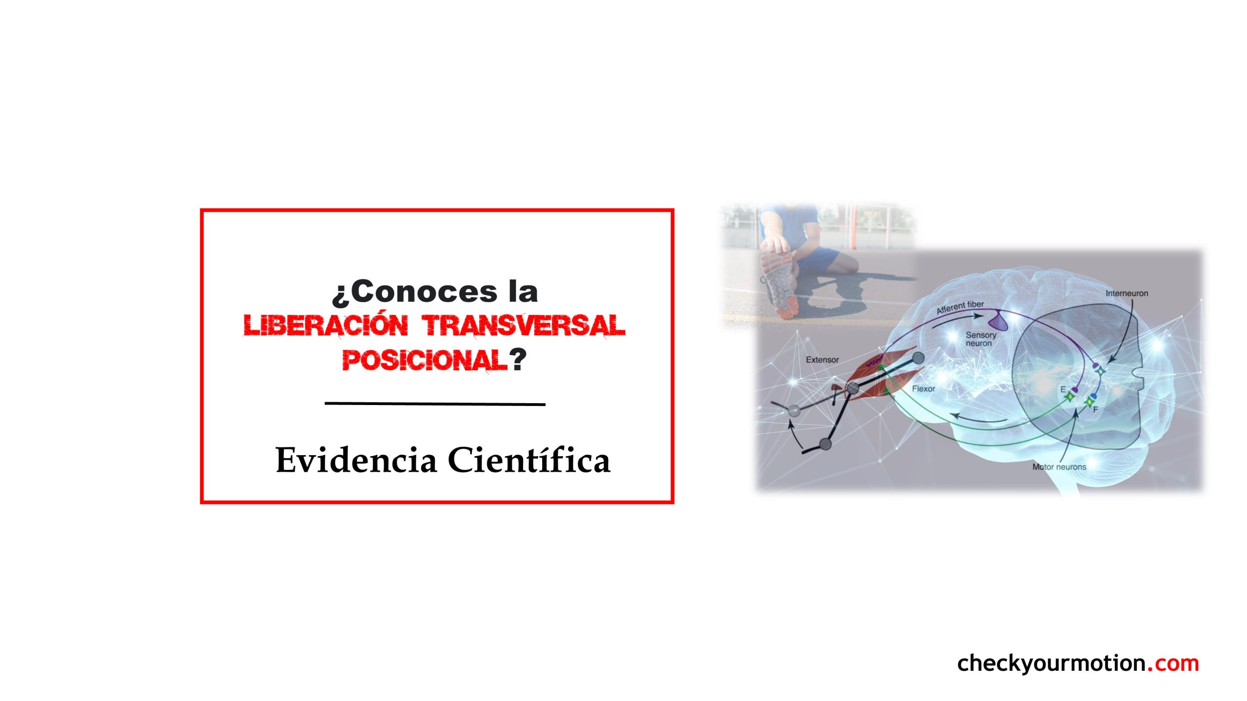 LIBERACIÓN TRANSVERSAL POSICIONAL - Check your motion